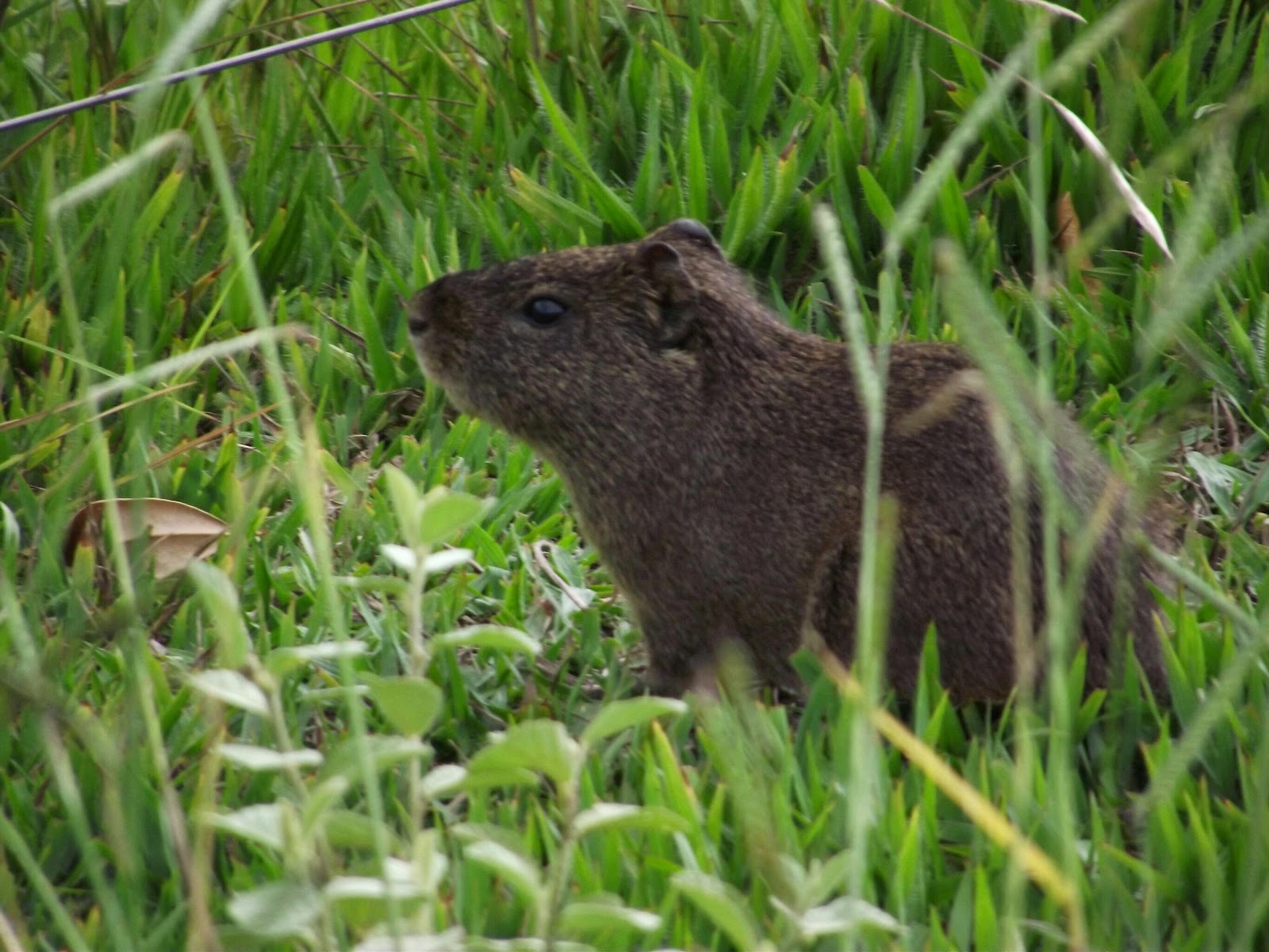 Fauna Campos-Novense: Preá, nome científico Cavia aperea