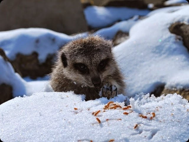 Seaview Wildlife Encounter: A light sprinkling of snow over Seaview