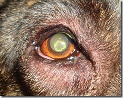TGVET: Cataratta ereditaria nel cane