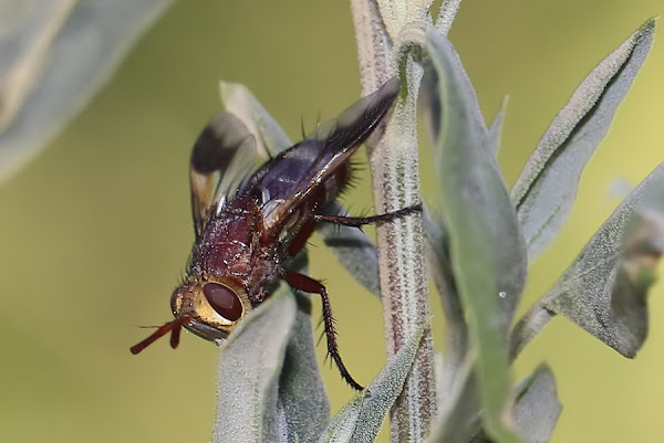 Tangle-veined fly | Project Noah