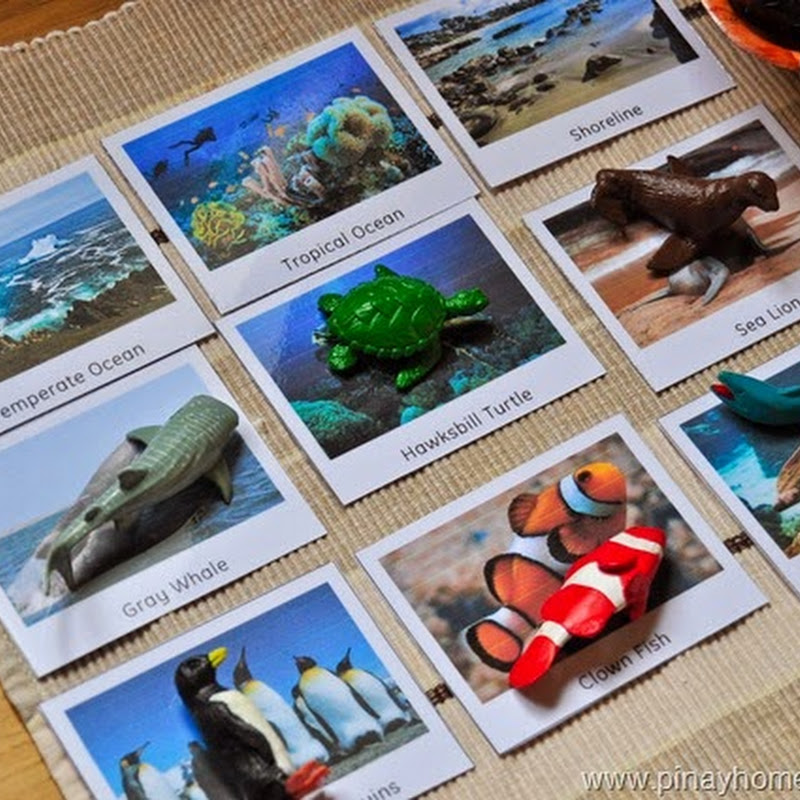 Animals in the Marine Ecosystem (FREE Cards) | The Pinay Homeschooler