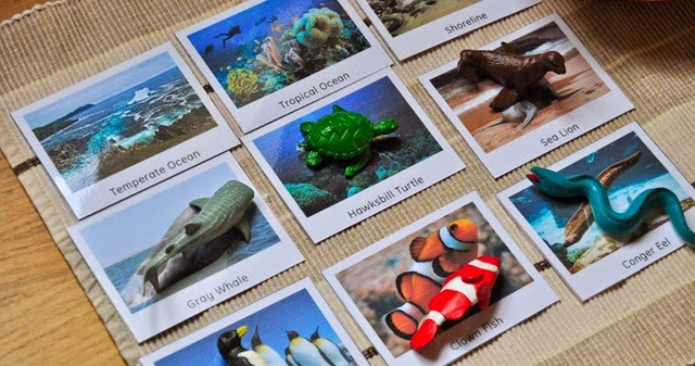 Animals in the Marine Ecosystem (FREE Cards) | The Pinay Homeschooler