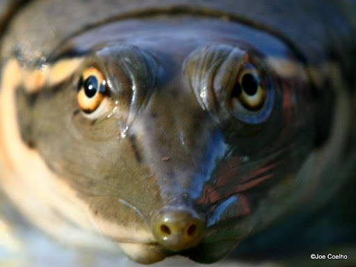 Gulf Coast Smooth Softshell (Reptiles of Alabama) · iNaturalist