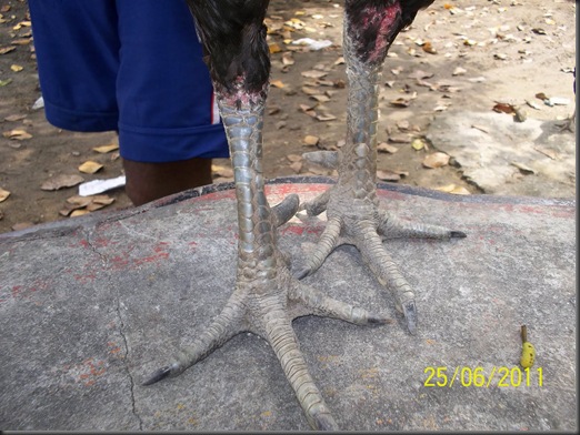 Mengatasi Ayam Laga Turun Urat – Jati.id