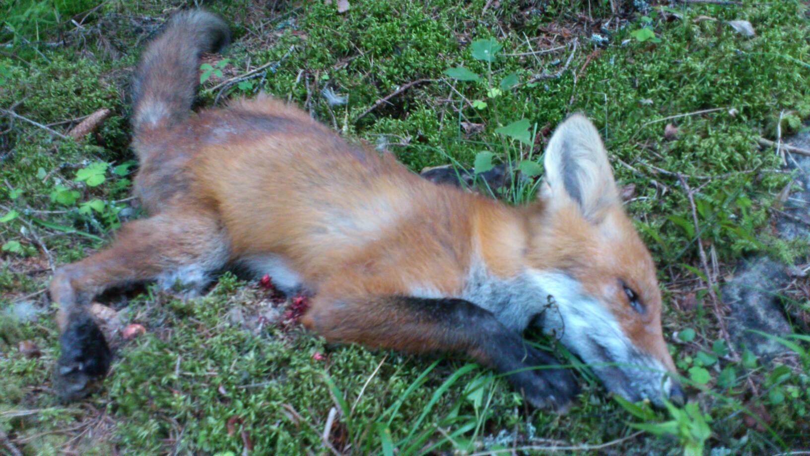 Team BOMSVÄNGEN: Räv med lite skabb.