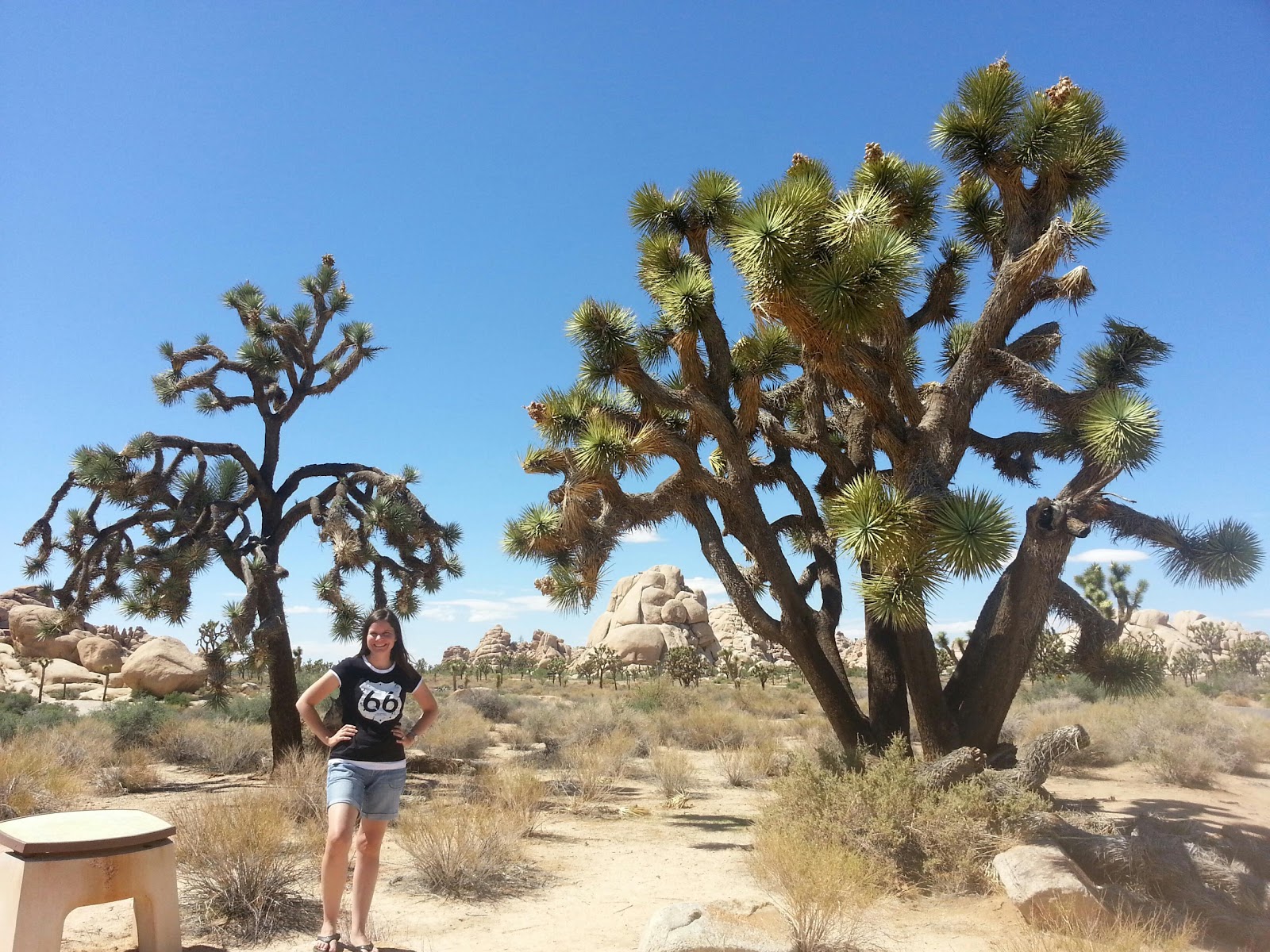 Lori's Route 66 Travels: Joshua Tree