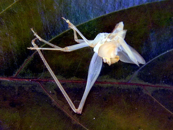 katydid exoskeleton | Project Noah
