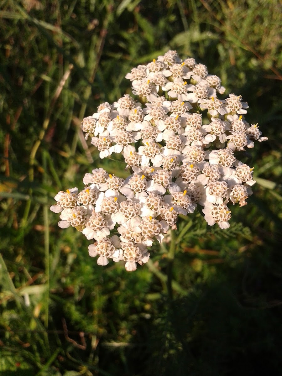 noble yarrow | Project Noah