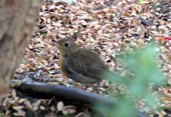 Mistle Thrush juvenile | Project Noah