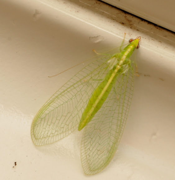 green lace wing | Project Noah