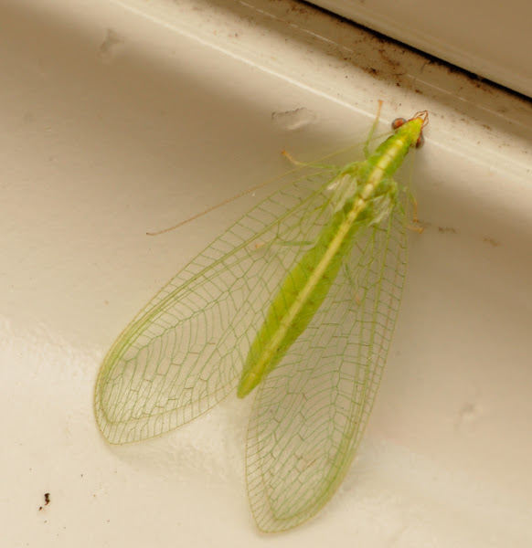 green lace wing | Project Noah