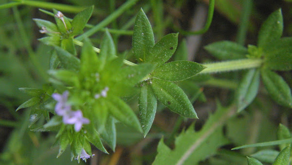 Field Madder | Project Noah