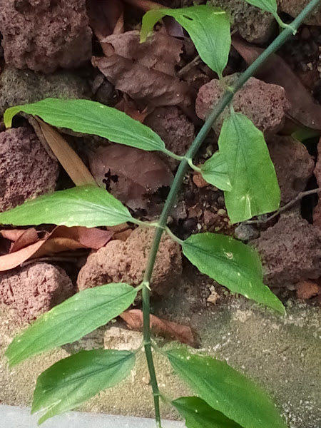 Sabah Snake Grass | Project Noah