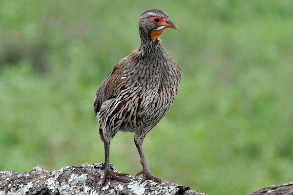 Grey-breasted Francolin | Project Noah