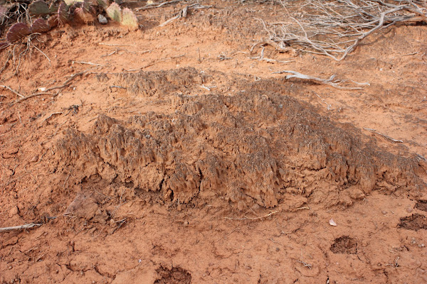 Cryptobiotic Soil | Project Noah