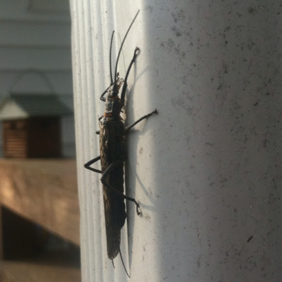 Giant stonefly | Project Noah