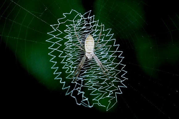 Grass Cross Spider | Project Noah
