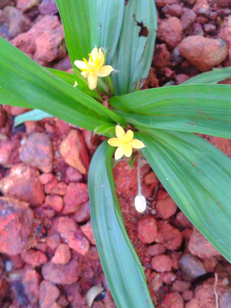 Golden Star Grass | Project Noah