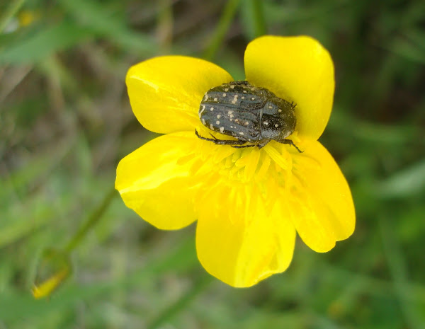Phytophagous Beetle | Project Noah