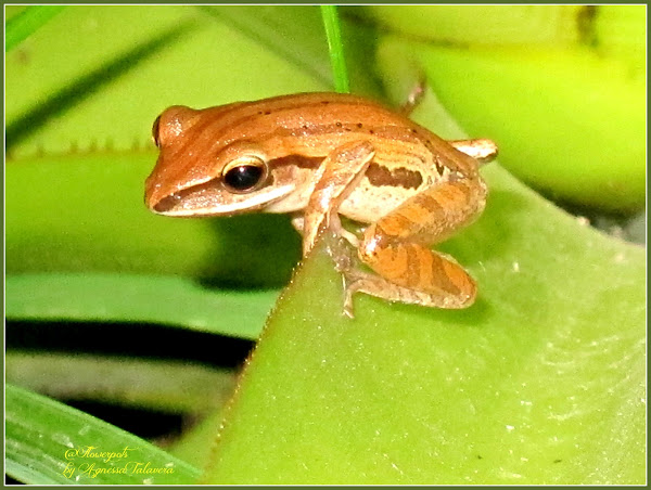 Four-lined Tree Frog | Project Noah