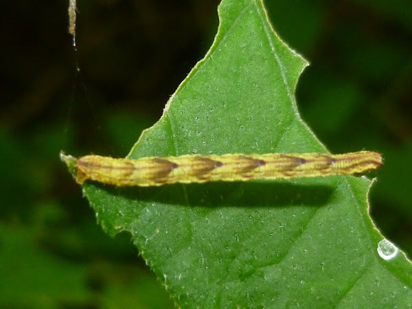 Common Eupithecia | Project Noah