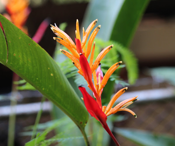 Parrot's Beak Plant | Project Noah