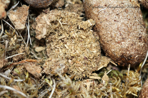 Moose scat | Project Noah