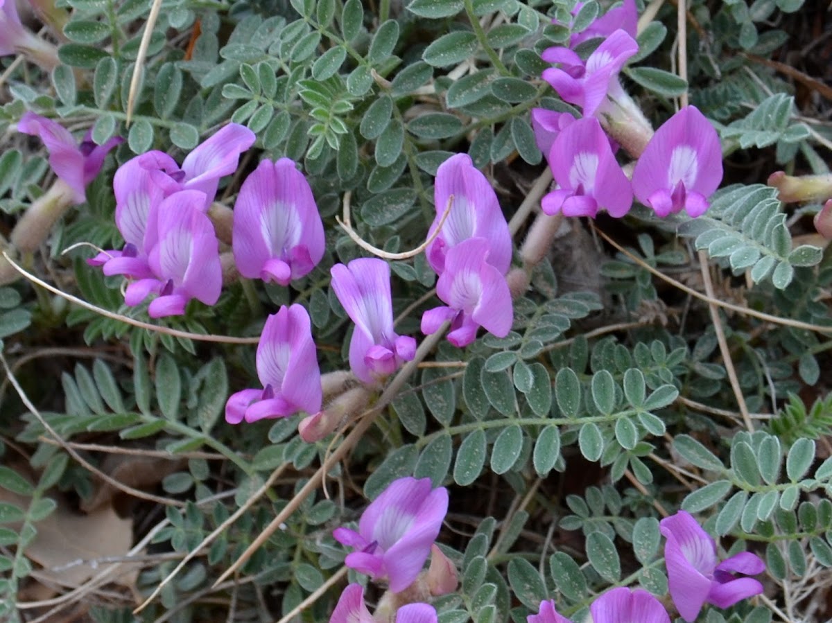 Kumaon Sweetvetch | Project Noah