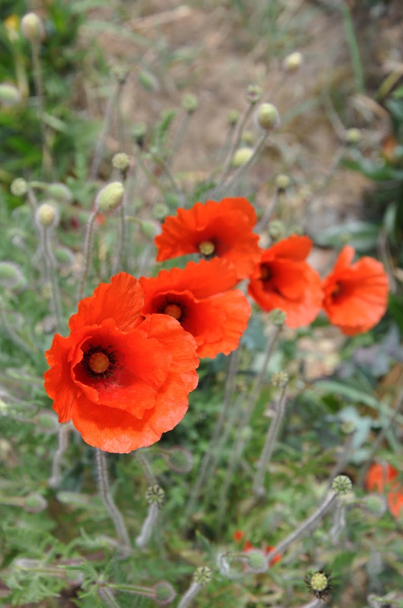 Red Poppy | Project Noah