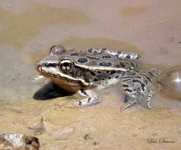 Leopard Frog | Project Noah