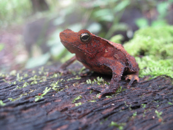 Crested forest toad | Project Noah
