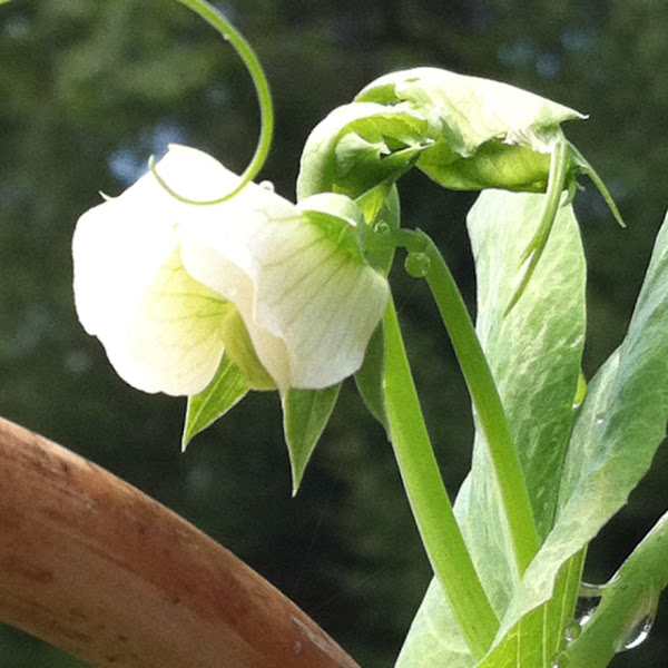 Sugar snap pea flower | Project Noah