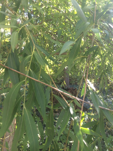 Willow | Project Noah