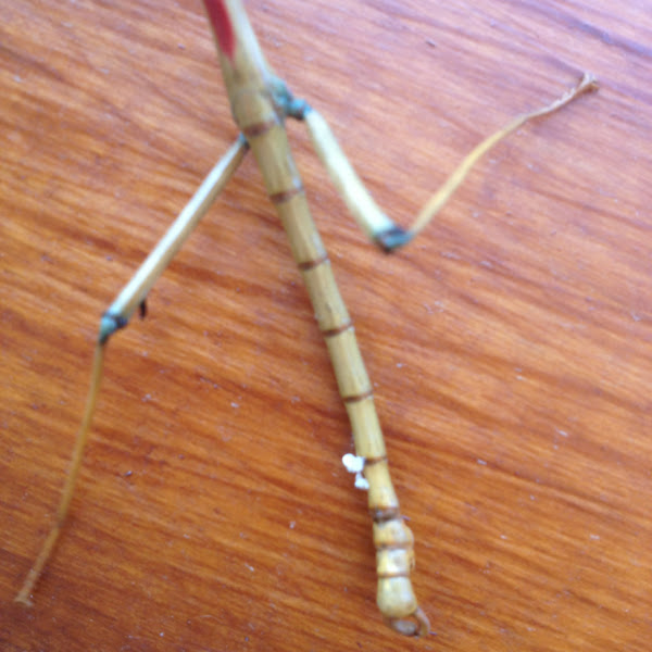 Giant walking stick (male) | Project Noah