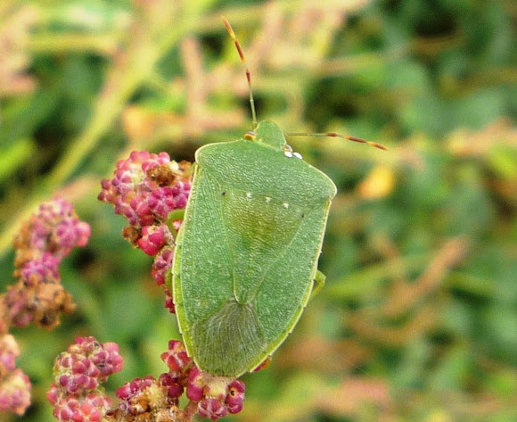 Chinche verde o chinche hedionda | Project Noah
