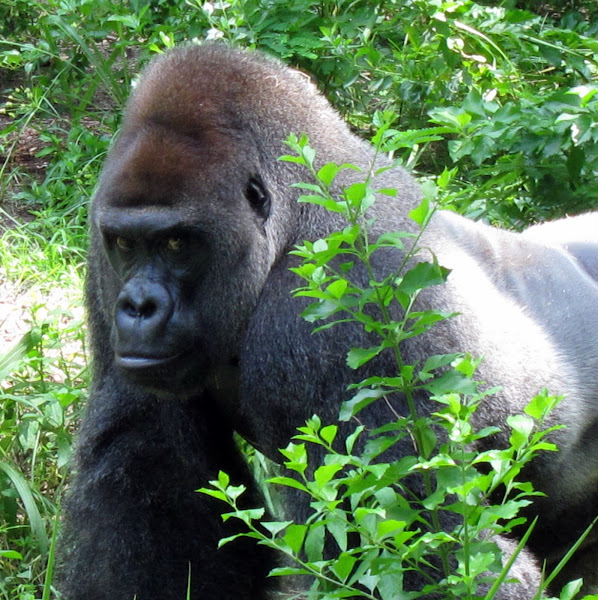 Gorilla | Project Noah