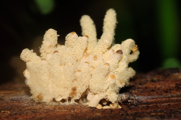 Arcyria sp. | Project Noah