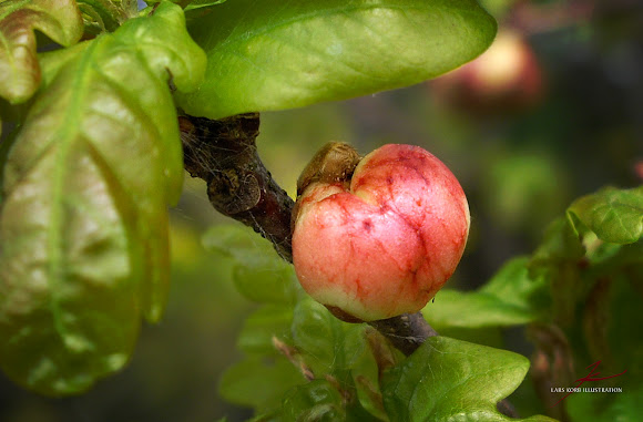 Oak Apple | Project Noah