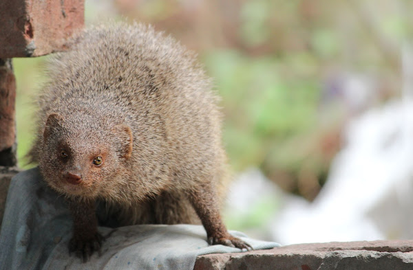 Indian grey mongoose | Project Noah