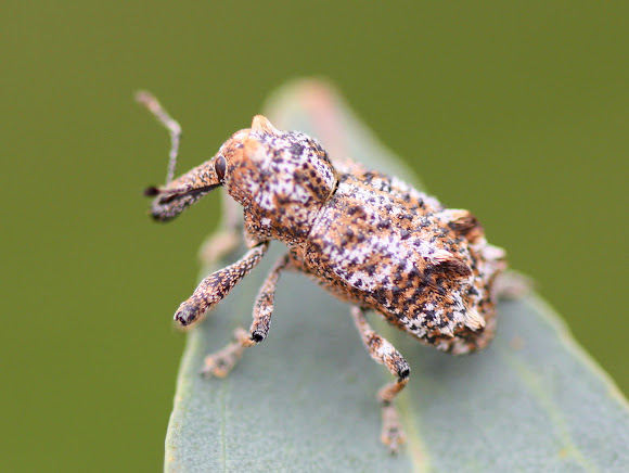 Elephant weevil | Project Noah