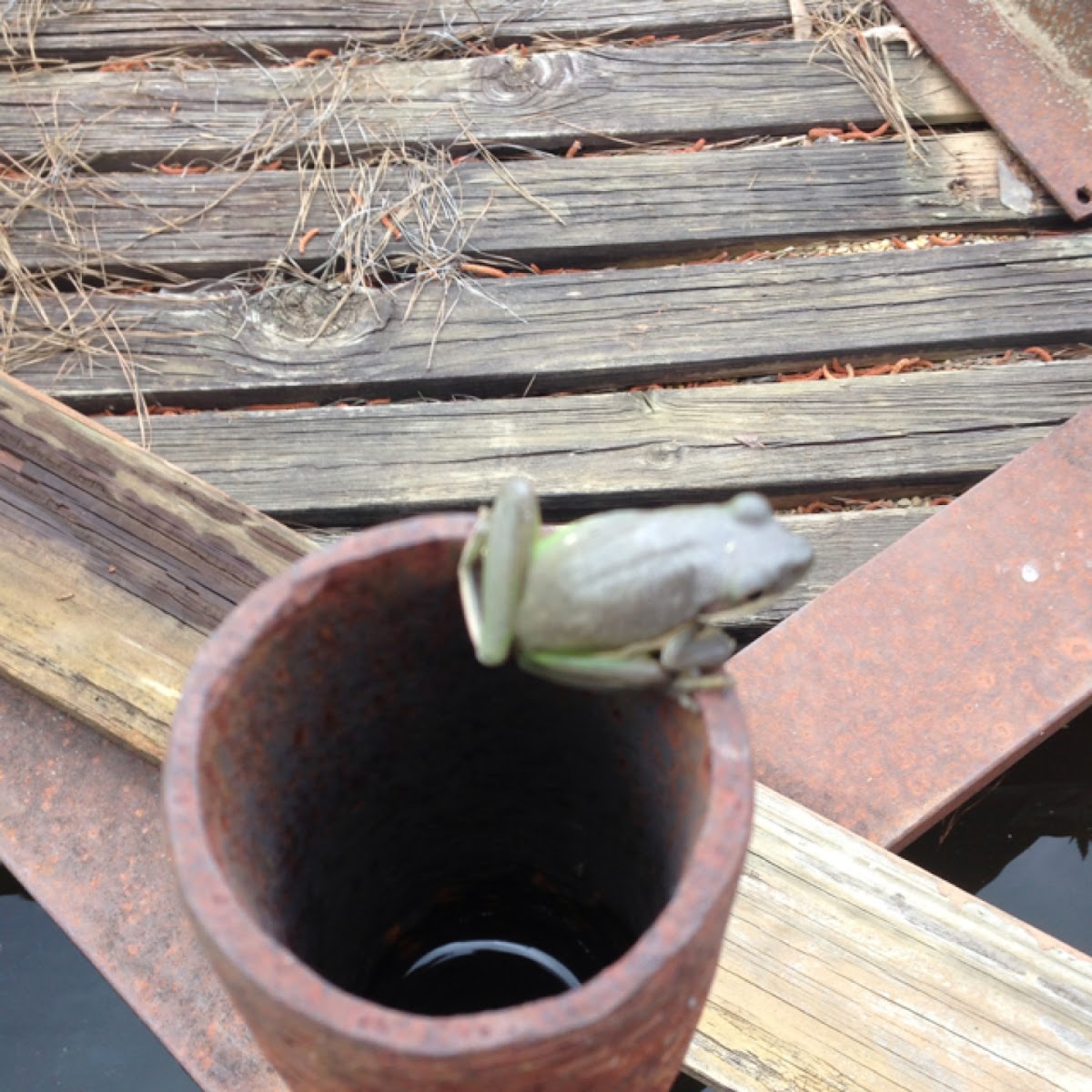 American green tree frog | Project Noah