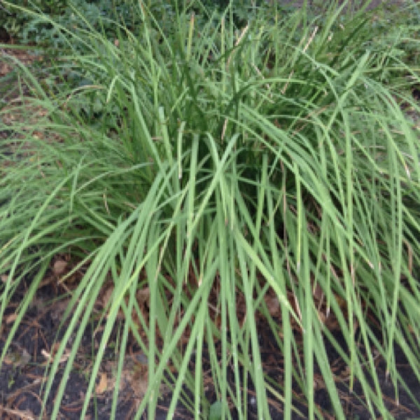 Monkey grass | Project Noah