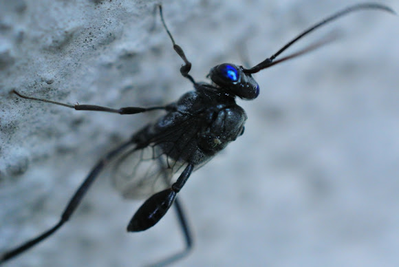 Ensign Wasp | Project Noah