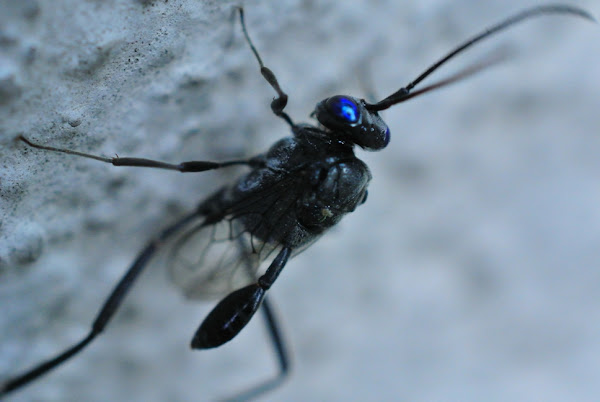 Ensign Wasp | Project Noah