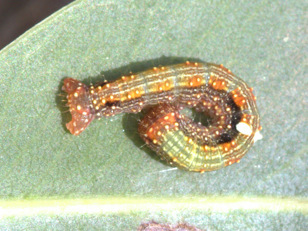 Autumn gum moth | Project Noah