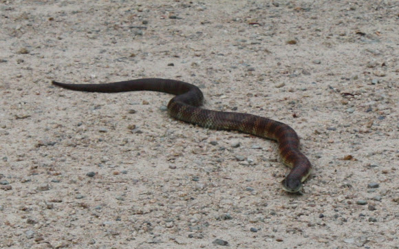 Mainland Tiger Snake | Project Noah