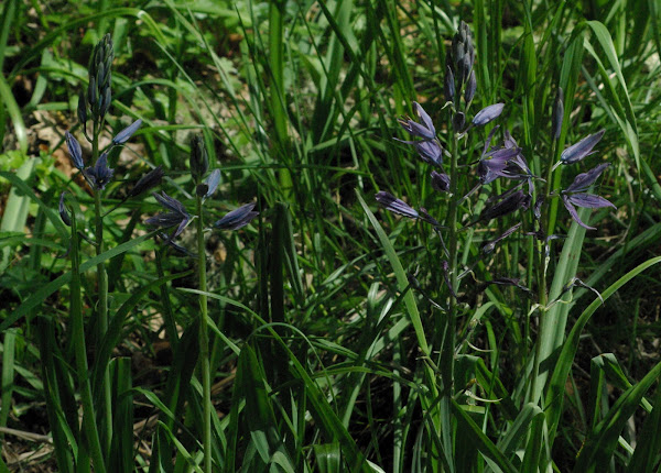 Common Camas | Project Noah