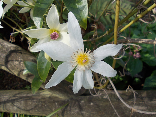 Puawhananga (NZ white clematis) | Project Noah