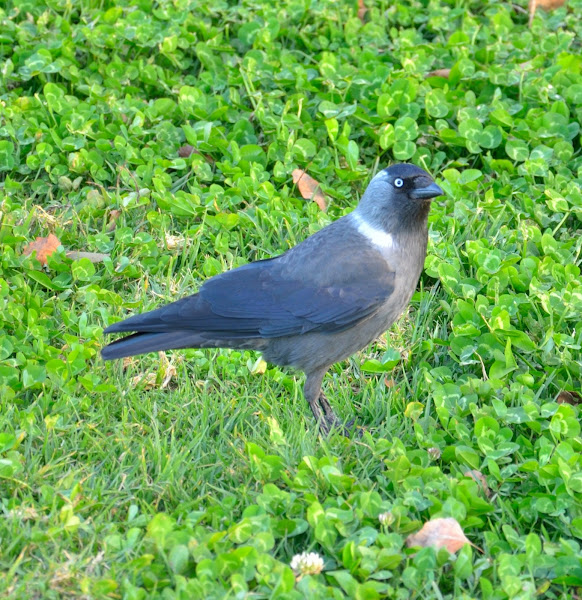 Jackdaw | Project Noah