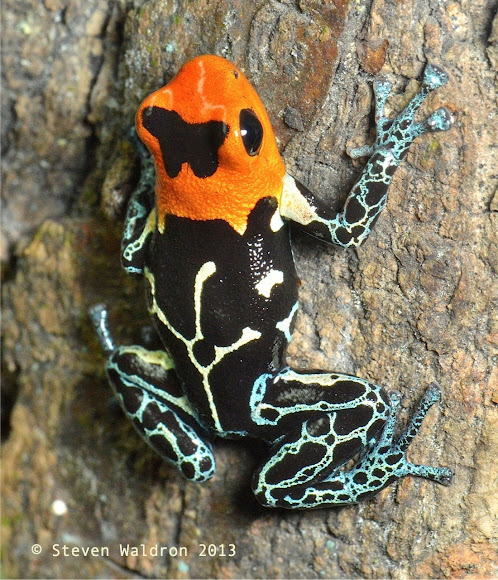 Fantastic Poison Frog | Project Noah